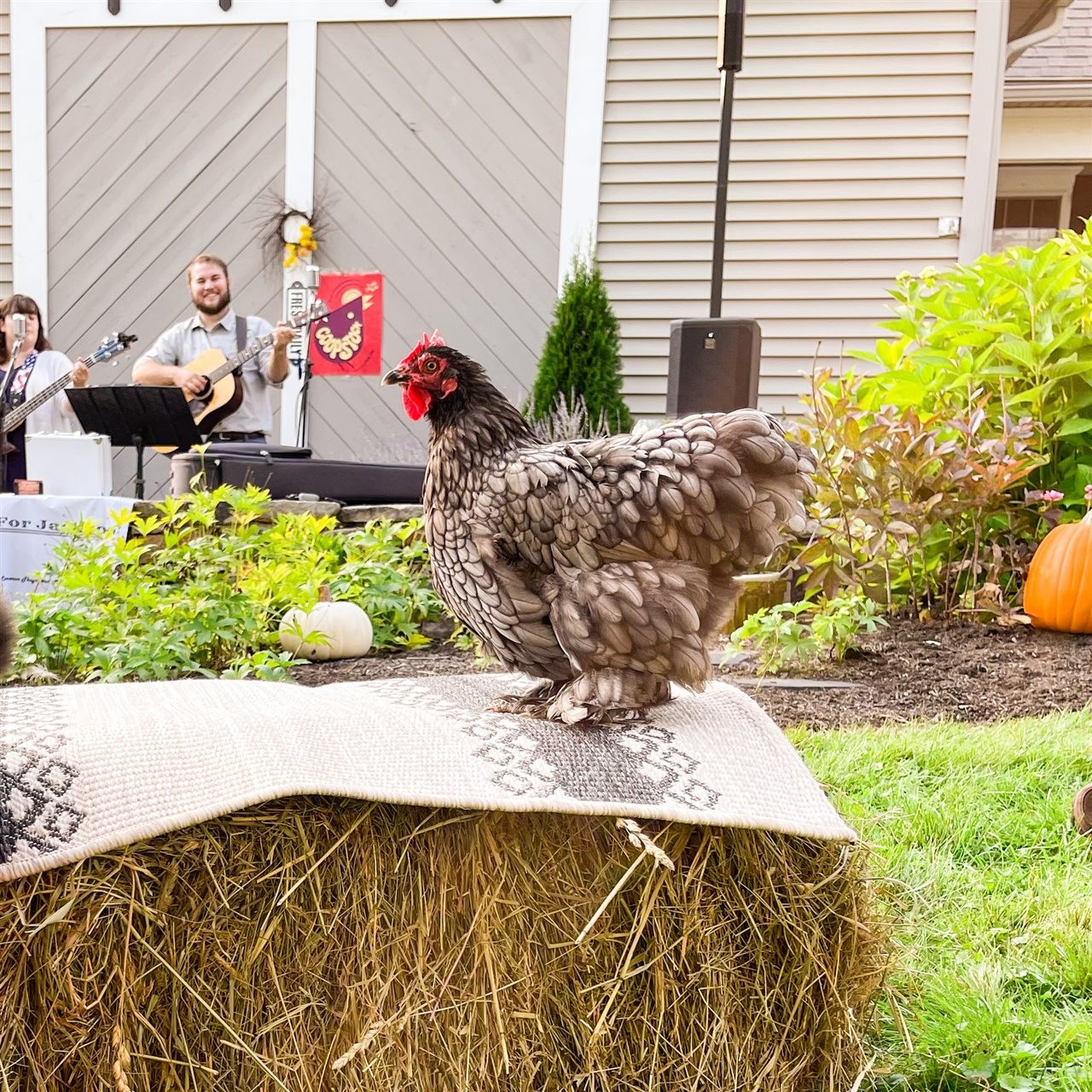 Did you know backyard chickens love music and games? - Pop and Thistle