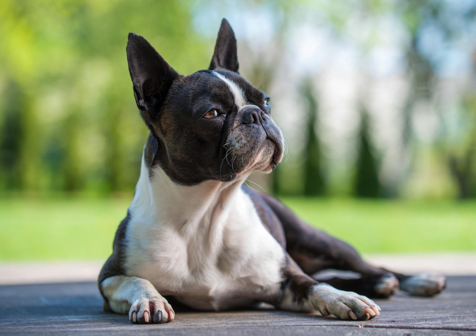 Pet Profile: The "American Gentleman," The Boston Terrier - Pop and Thistle