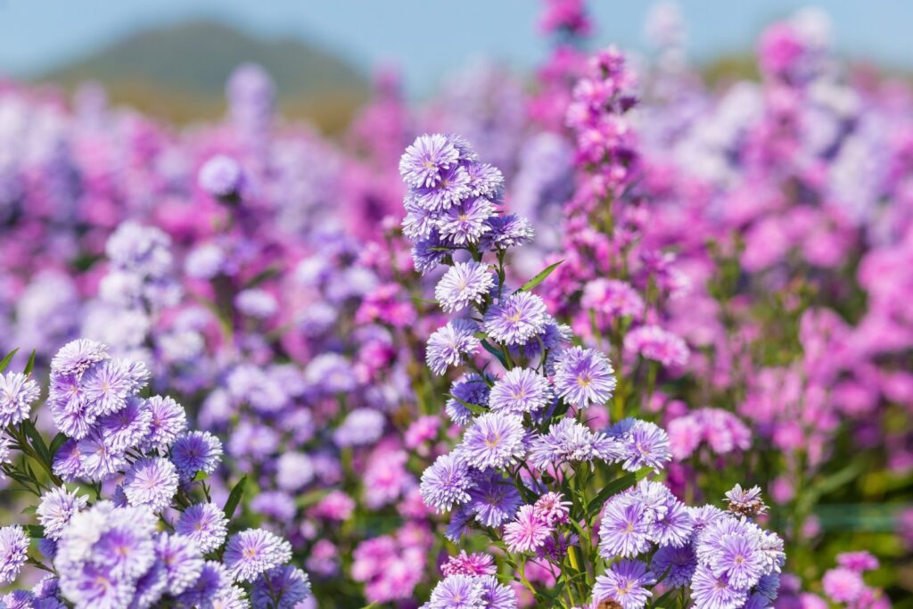Discover Your Zone: A Comprehensive Guide to Gardening Zones in the US ...