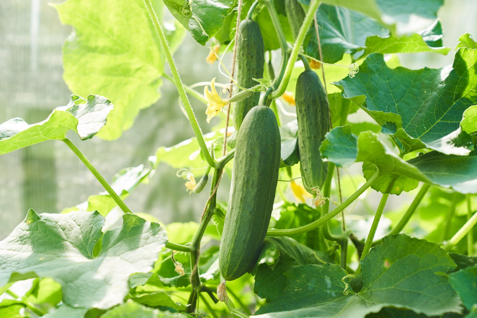 How to Grow Perfectly Spaced Cucumbers: Planting Techniques and Tips ...