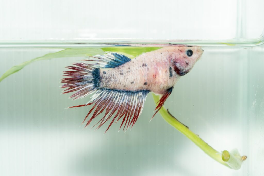 Betta Fish Dropsy: Identifying and Addressing this Common Fish Disease ...