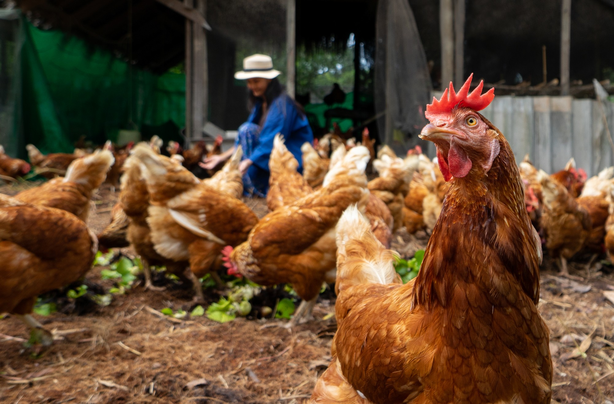 10 Essential Skills for Successful Homesteading Self-Sufficiency – Pop ...