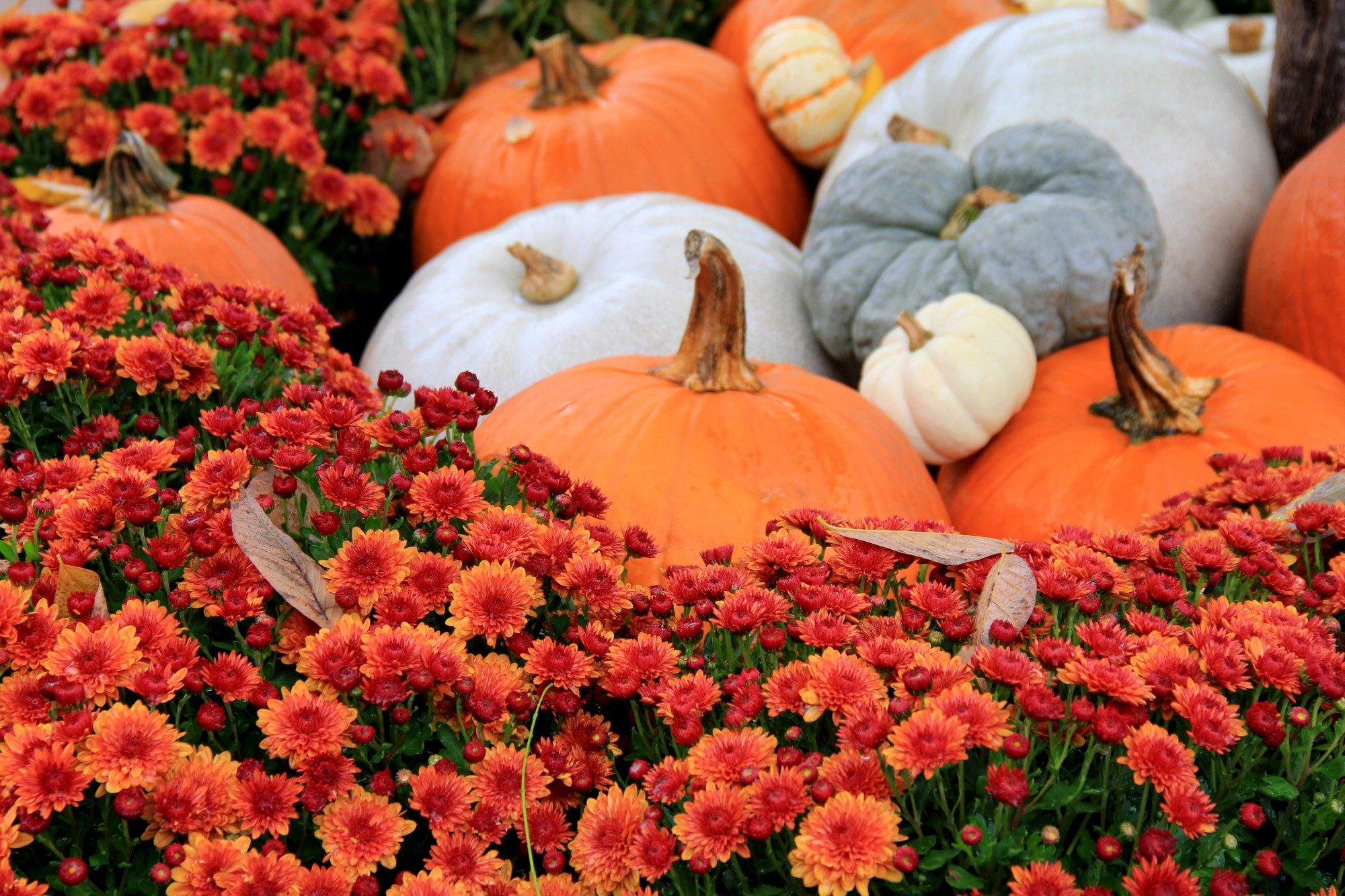 Fall Gardening: Essential Tips for a Thriving Autumn Harvest - Pop and ...