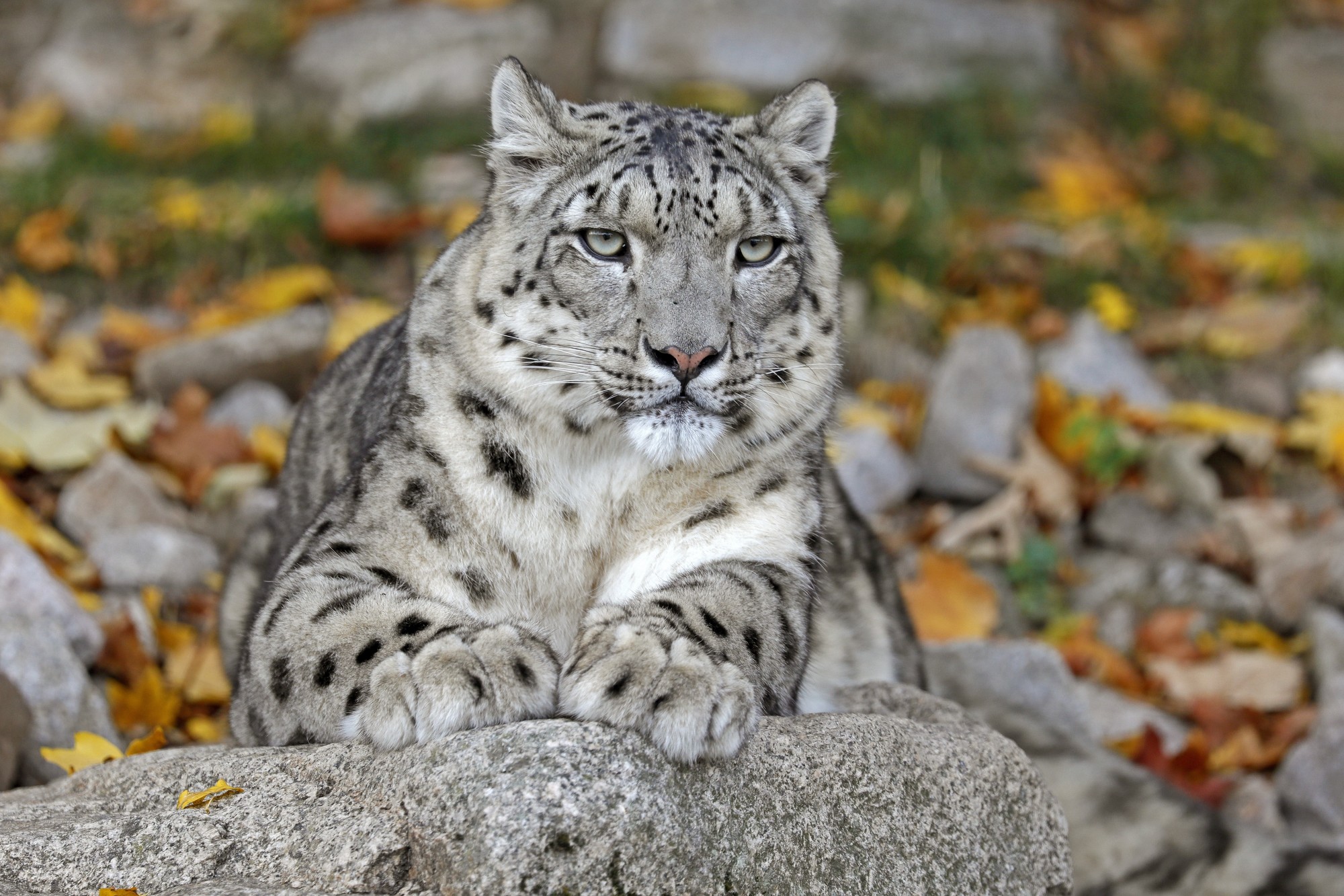 Snow Leopard Day: Interesting Facts About this Elusive Mountain Cat ...