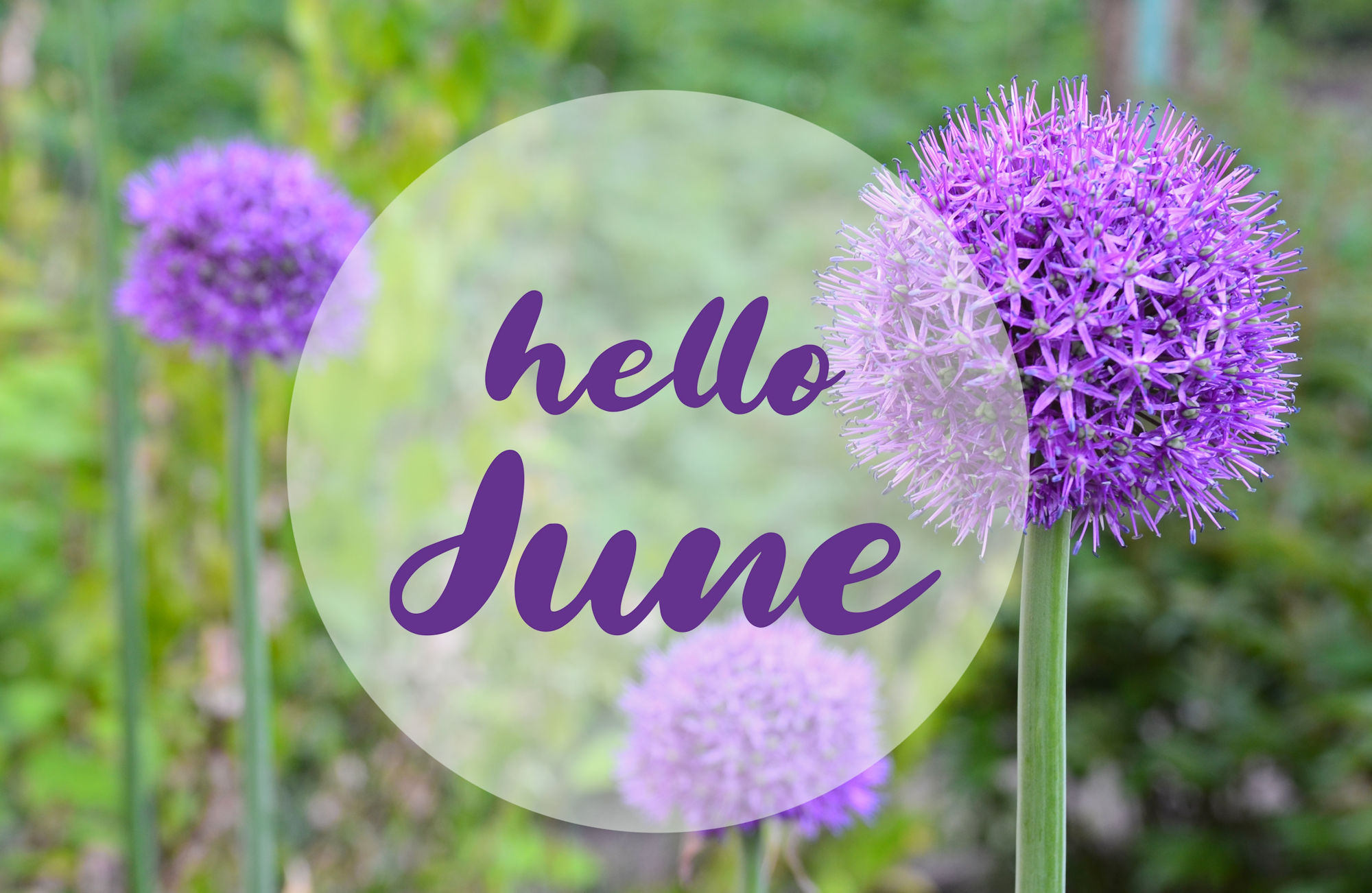 Essential June Gardening Tips for a Thriving Summer Garden - Pop and ...