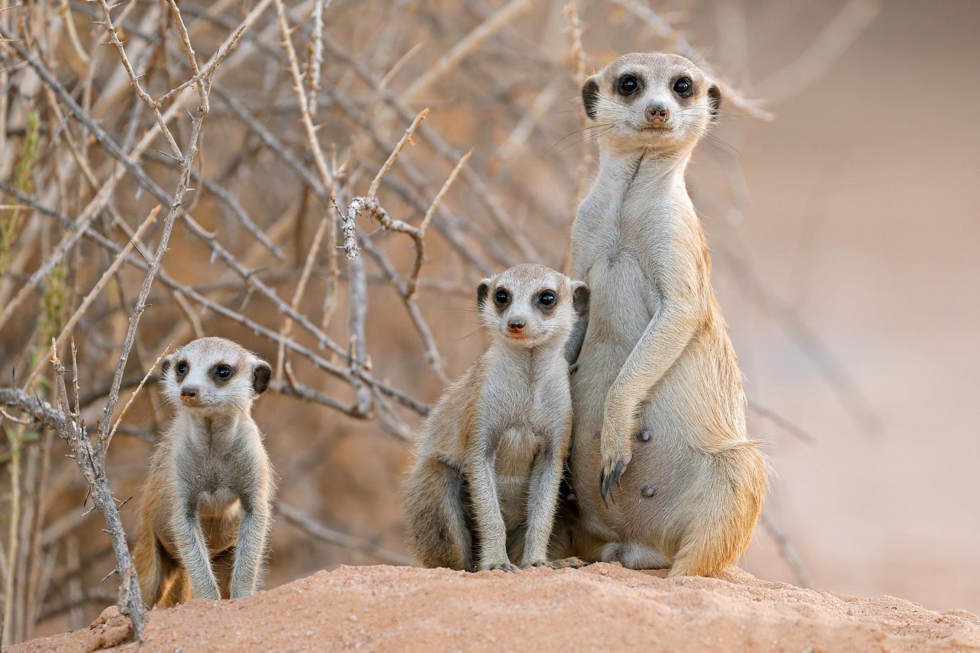 23 Fun Facts About Meerkats for World Meerkat Day - Pop and Thistle